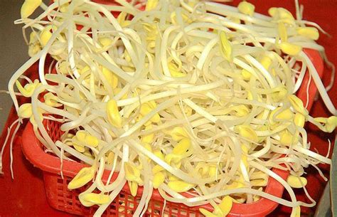 小豆芽菜 第4页 大山谷图库