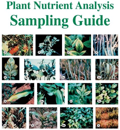 Plant Analysis Sampling Guide Agvise Laboratories