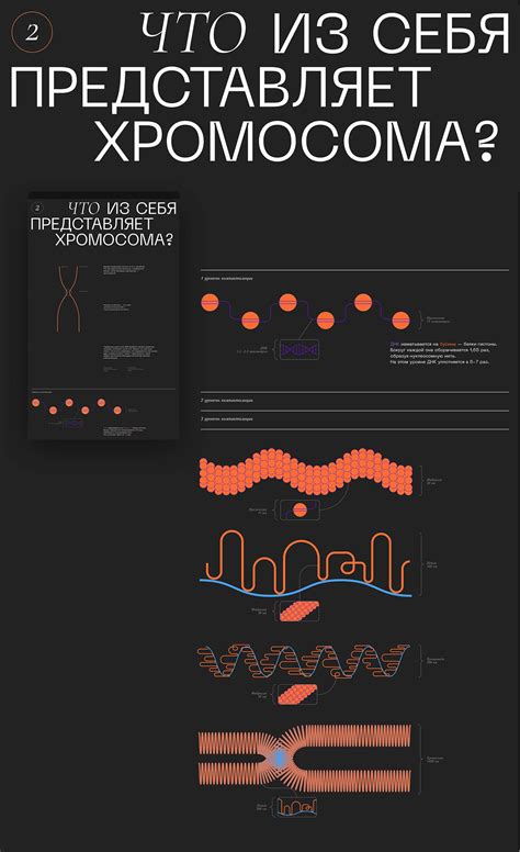 How DNA Is Arranged And Works Interactive Project On Behance