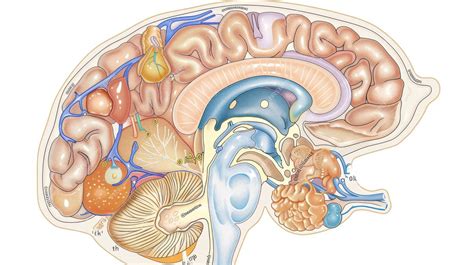 Una Ilustración Detallada De Las Glándulas Endocrinas Que Muestra El