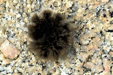 Black Catepillar Bugguide Net