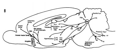 Pbn [brainstem Wiki]
