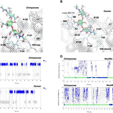 structural modeling to understand the differential binding preference