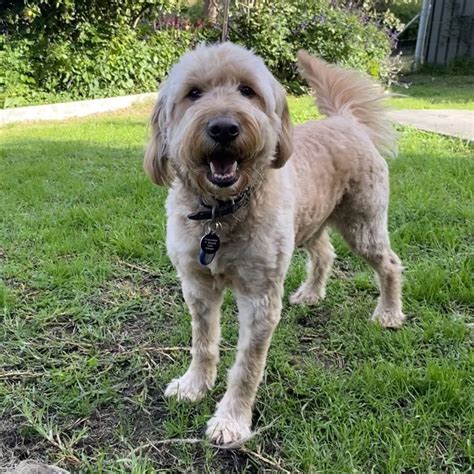 What Groodle Type Is That