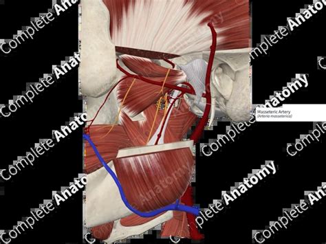Masseteric Artery Complete Anatomy