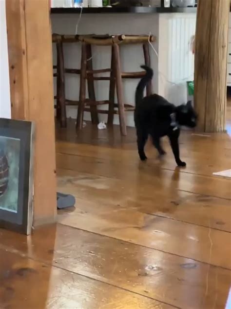 Exe Cat Has Experienced An Error R A