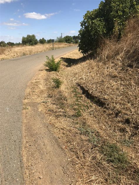 Specimens Of R Pseudoacacia Download Scientific Diagram