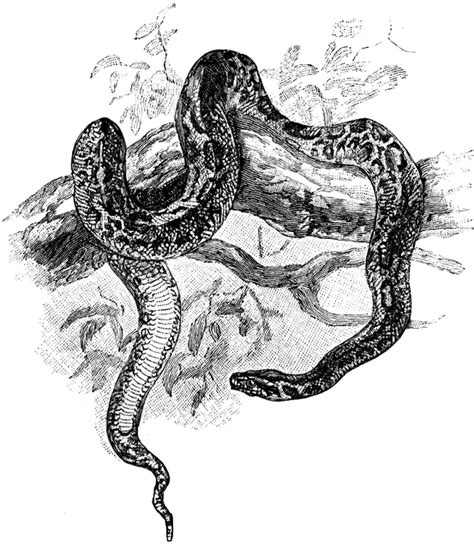 Free Python Cliparts Download Free Python Cliparts Png Images Free ClipArts On Clipart Library