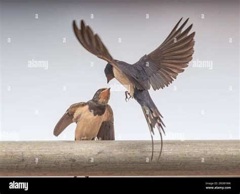 A Spectacular Action Shot Of A Newly Fledged Swallow Hirundo Rustica Being Fed By The Adult