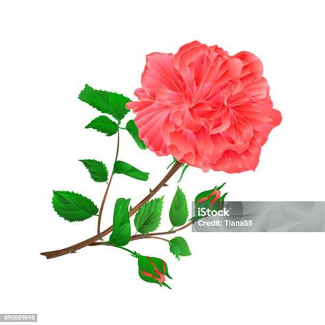 장미와 분홍색 나뭇가지와 잎에 흰색 배경 빈티지 싹 벡터 그림 편집 가시에 대한 스톡 벡터 아트 및 기타 이미지 가시 결혼식 공휴일 Istock