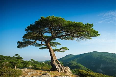 나무와 언덕이 있는 그린 필드 벽지 멋진 풍경 사진 배경 일러스트 및 사진 무료 다운로드 Pngtree