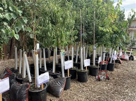 Just For A Tree At Denver Digs Tree Sale On April Open To All Even If You Don T Live In