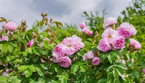 Premium Photo Rosa Damascena Known As The Damask Rose Pink Oilbearing