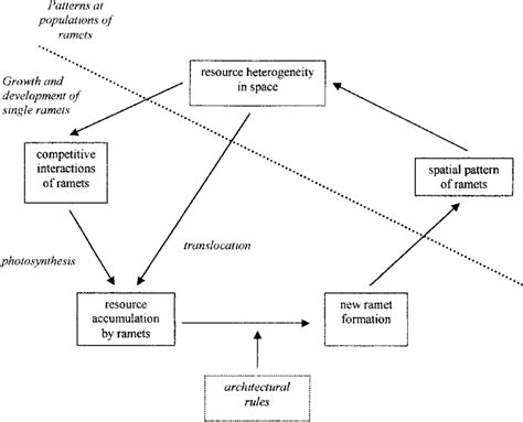 Links Between Architectural Constraints Resource Dynamics And Spatial