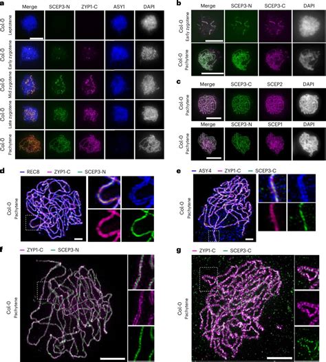 The Five Major Types Of Microorganisms