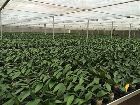 Inside Shading System