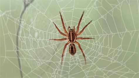 Brown Recluse Vs Wolf Spider Identify The Differences