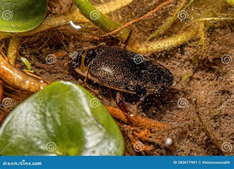 Adult Predaceous Diving Beetle Stock Image Image Of Arthropoda