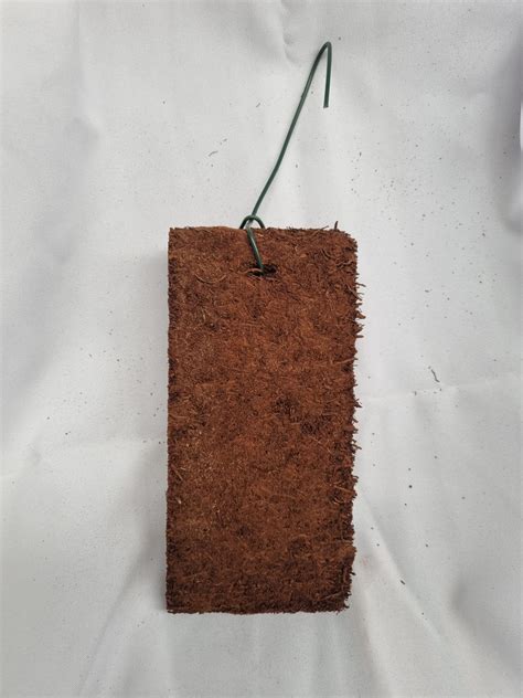 Tree Fern Orchid Mount Single Pack Orchid Den