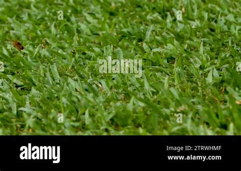 Green Grass Fresh Natural Stock Videos And Footage Hd And 4k Video