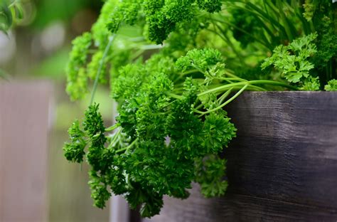 Parsley Herbs Culinary Free Photo On Pixabay Pixabay