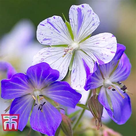 Geranium Splish Splash 1 Bare Root