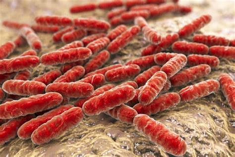 Brucella Bacteria And Brucellosis Food Info Blog