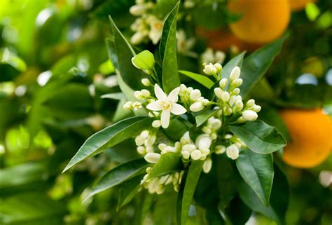 Neroli – Benefits And Uses - Hysses Singapore