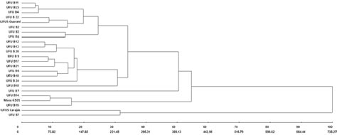 Dendrogram Upgma Of Genetic Dissimilarity Among 24 Soybean Genotypes Download Scientific