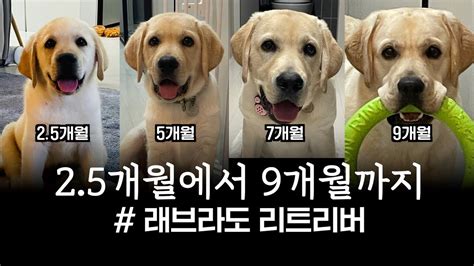 성장기 2 5개월에서 9개월까지 래브라도 리트리버 Youtube