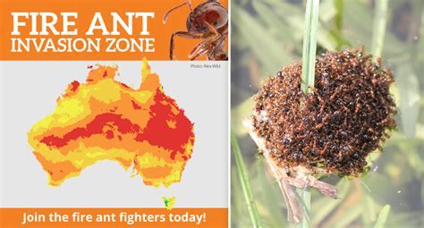 What Environmental Problems Do Fire Ants Cause