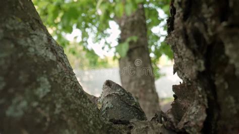 Tree Trunk Grafting Process Montage Stock Footage Video Of Tree