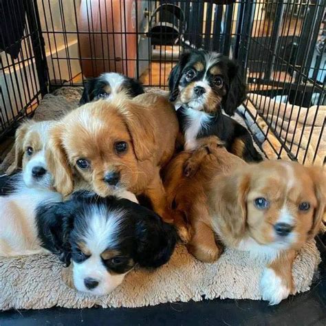 Cavalier King Charles Spaniel Puppies For Adoptionrehoming