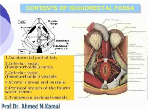 42 Contents Of Ischiorectal Fossa Youtube