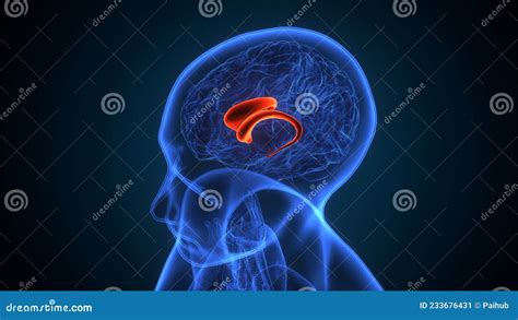 3d Illustration Of Human Brain Caudate Nucleus Anatomy Stock Illustration Illustration Of