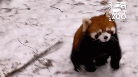 S De Red Panda Tenor