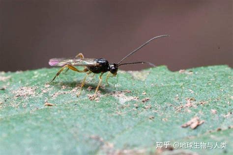 【动物界全系列】茧蜂科—长体茧蜂亚科（下） 知乎
