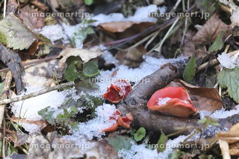 Scarlet Elf Cup Sarcoscypha Coccinea Peziza Coccinea Growing