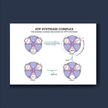 ATP Synthase Complex And The Binding Change Mechanism By TimeLine Artist