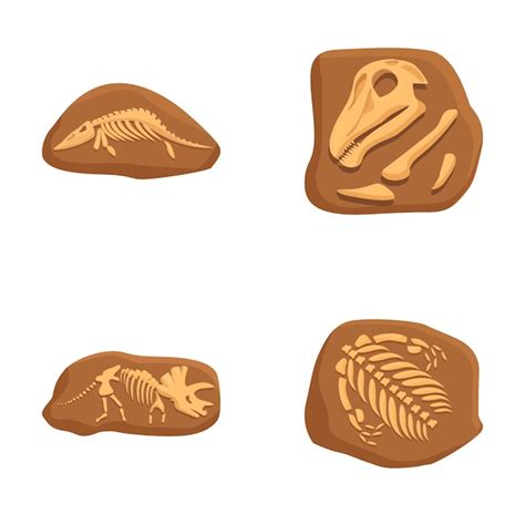 Premium Vector Collection Of Four Detailed Prehistoric Fossils Illustrations Isolated On White