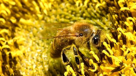 Bees Went Silent During The 2017 Total Solar Eclipse