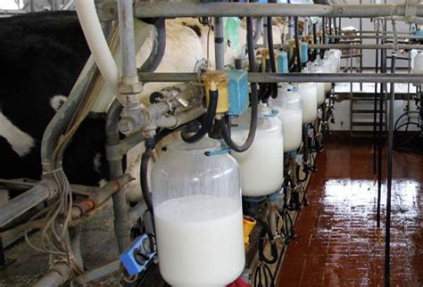 Factores a tener en cuenta en la calidad de la leche | CONtexto Ganadero