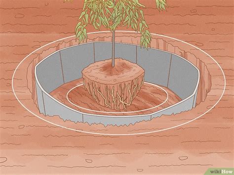 How To Limit Fruit Tree Growth Using A Root Barrier