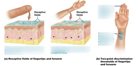 Receptive Fields Diagram Quizlet