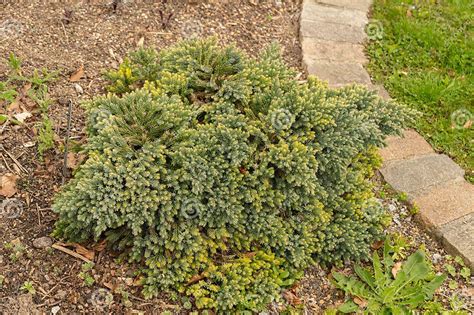 Flaky Juniper Or Juniperus Squamata Plant In Zurich In Switzerland