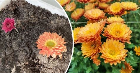 გავამრავლოთ ქრიზანთემები შემოდგომაზე რჩევები ვივიენისგან