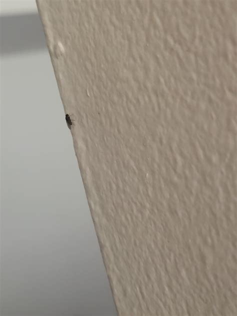 Help Identifying These Tiny Black Flies Smaller Than A House Fly And Seem To Primarily Be In