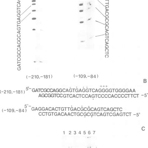 Dms Interference Experiments Using Labelled And Methylated Ab