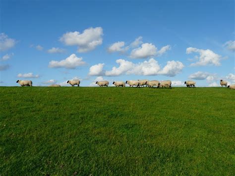 Online Certificate Of Forage Management Australian Online Courses