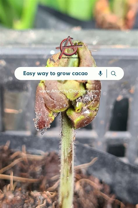 Growing Cocoa Trees Artofit